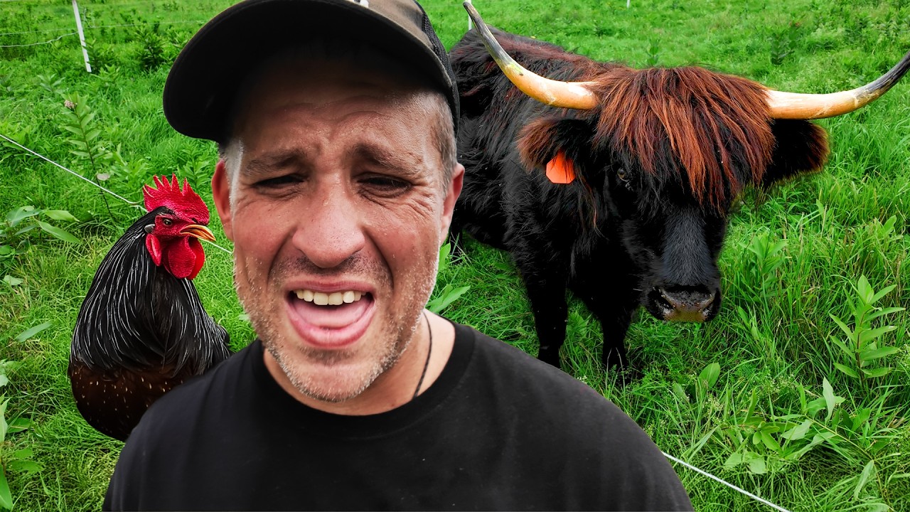 More cattle and chickens produce unexpected farm problems