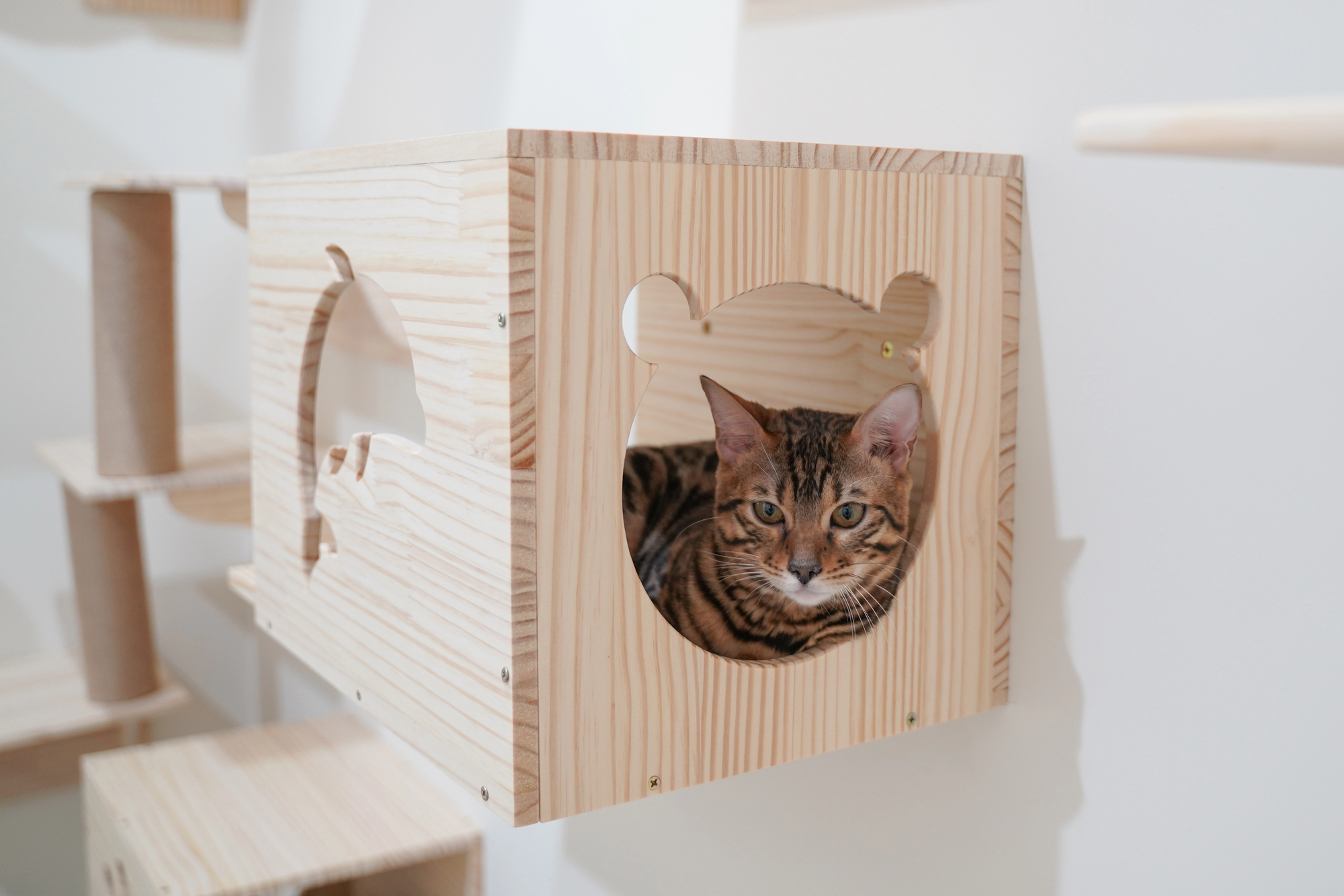 14 steps to a pet-friendly, clutter-free home environment