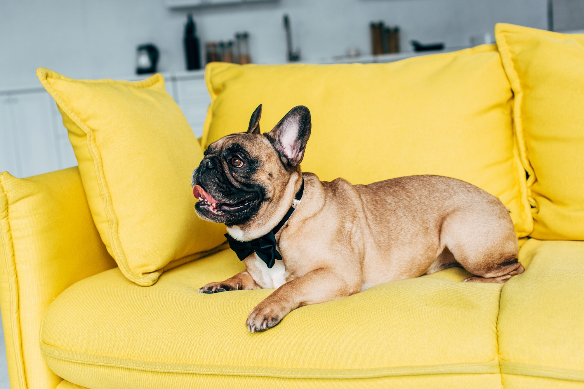 22 dog-proofing hacks for a cleaner home
