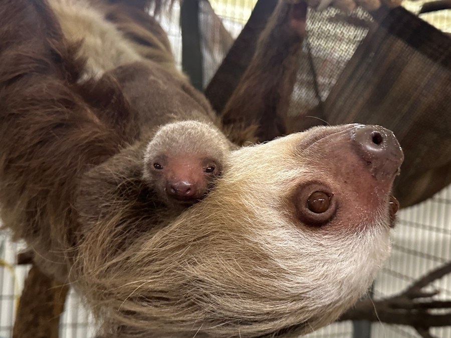 CMZoo announces top-voted name for baby sloth