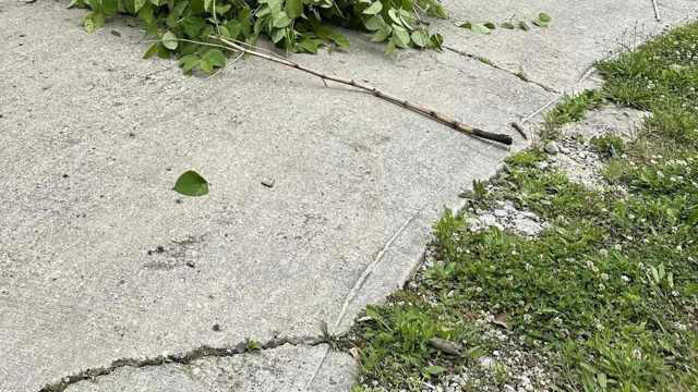 Homeowner shares struggles with invasive pest taking over property: 'It ...