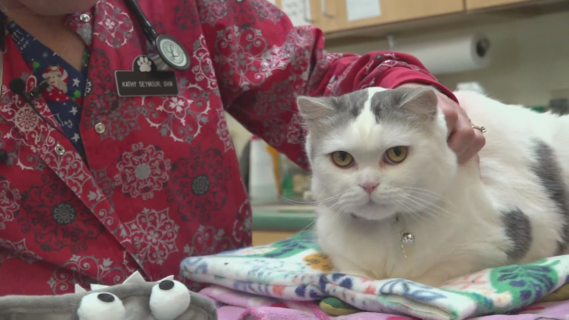 Squiggy the cat went from patient to resident at a midcoast vet clinic Squiggy the cat went from patient to resident at a midcoast vet clinic