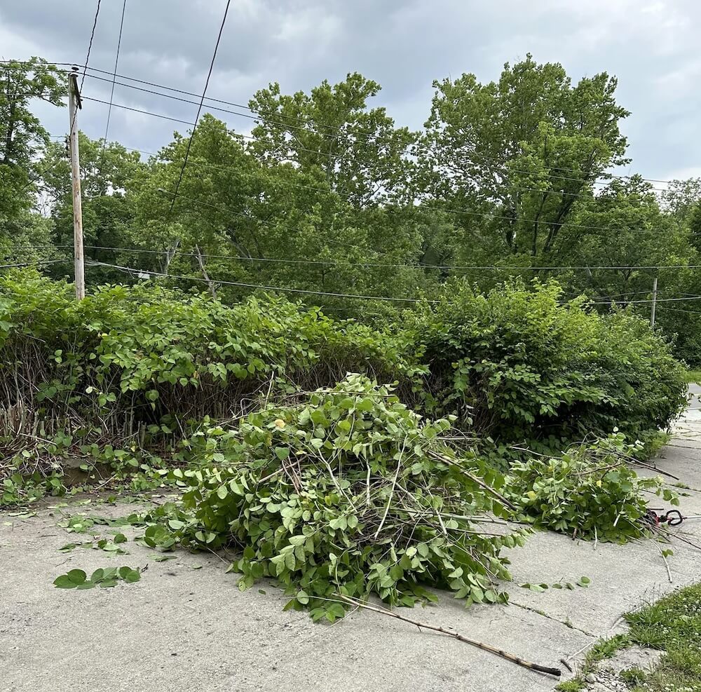 Homeowner shares struggles with invasive pest taking over property: 'It ...
