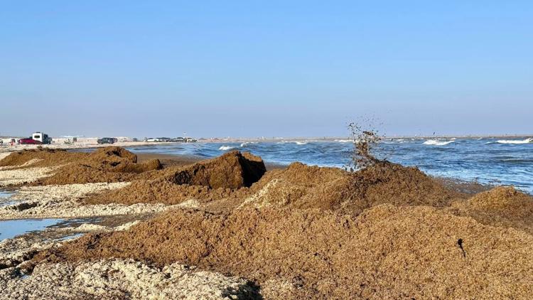'Smelly seaweed' | Gulf of Mexico sheds mounds of dead sea life ahead ...