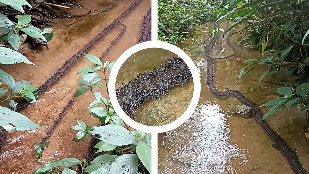 Thousands of ants form massive living bridge across river in Nigeria
