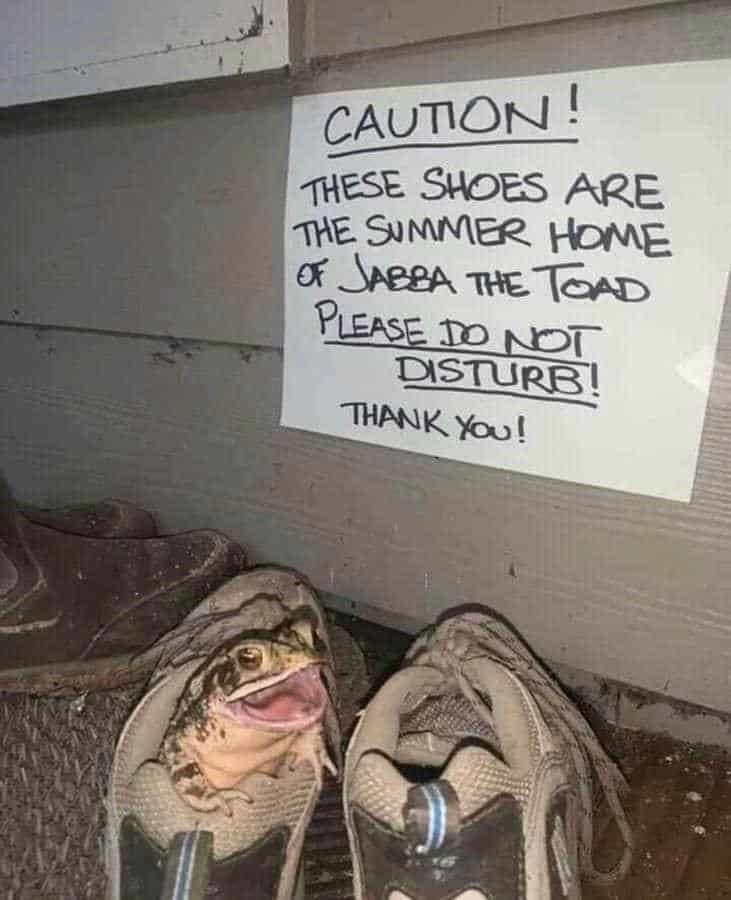 35 Funny Frog Memes To Help You Frog-et Your Worries