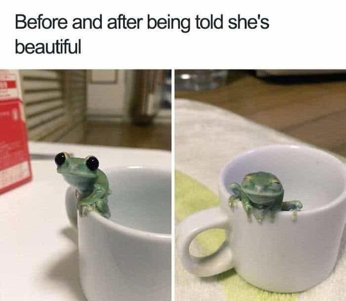 35 Funny Frog Memes To Help You Frog-et Your Worries