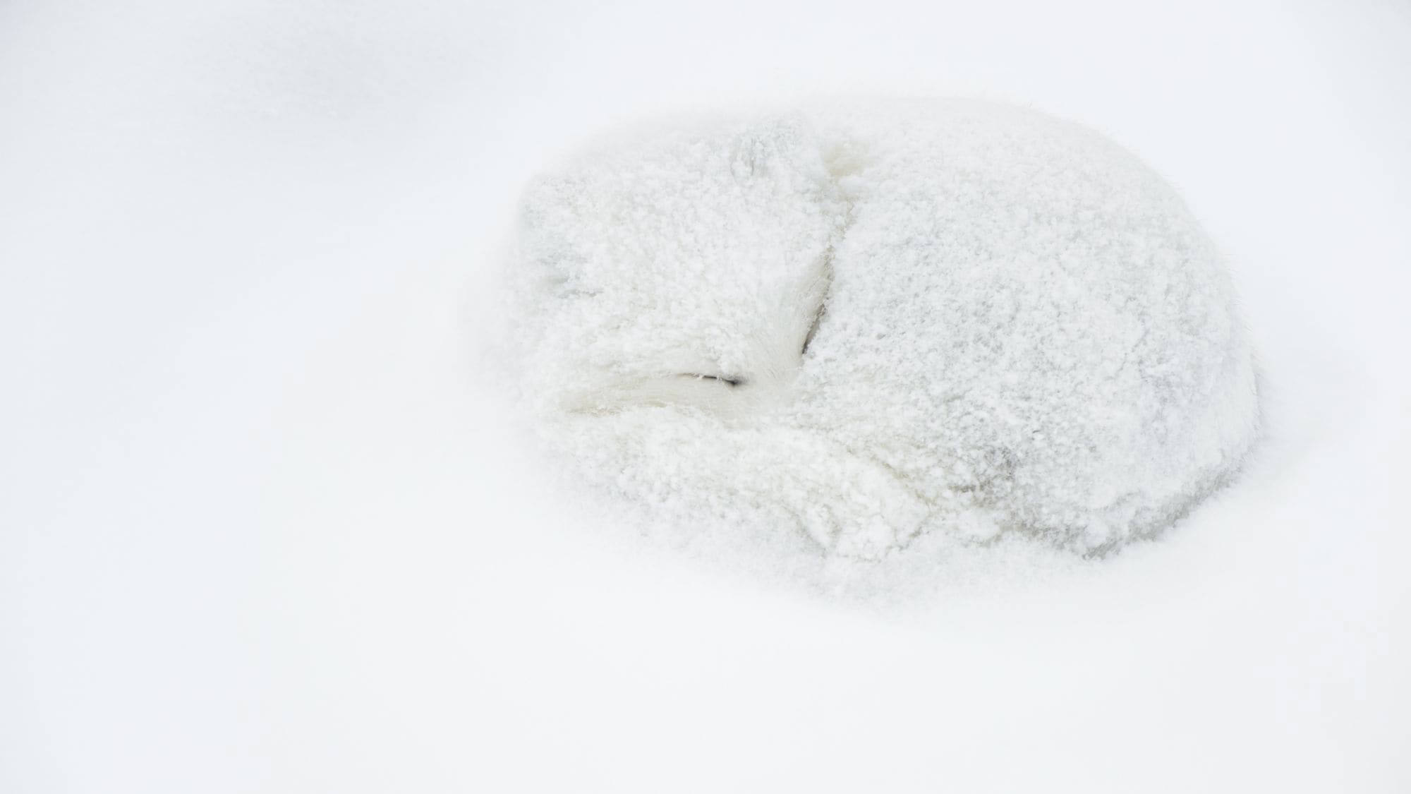 11 Covert Critters To Spot In National Parks During The Snowy Months 11 Covert Critters To Spot In National Parks During The Snowy Months