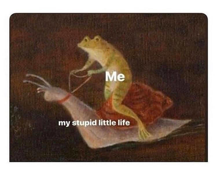 35 Funny Frog Memes To Help You Frog-et Your Worries