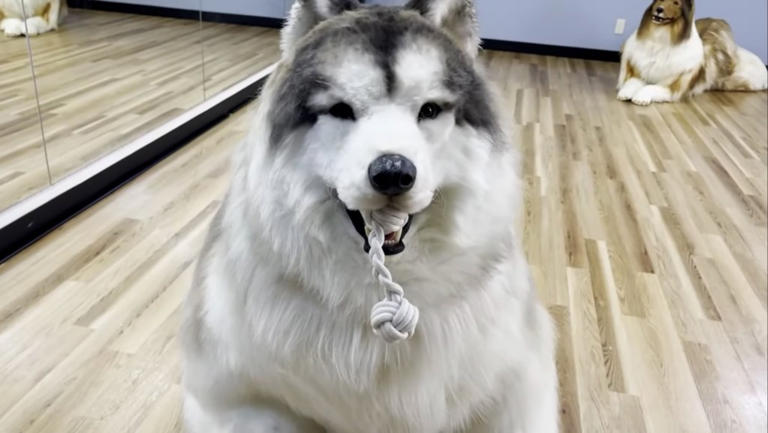 Toco the human collie set to open ‘zoo’ — where human guests can live ...