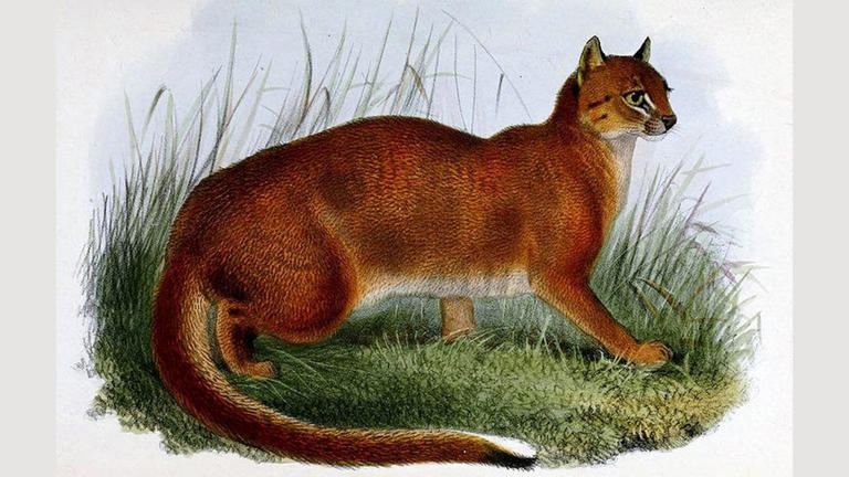 Apa Itu Catopuma badia Kucing Merah Asal Kalimantan?
