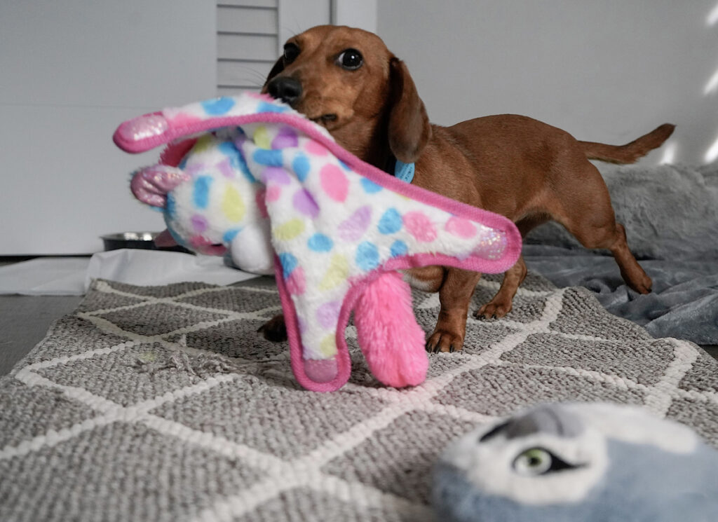 19 Most Destructive Dog Breeds