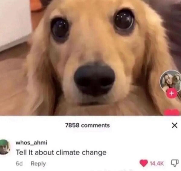 40 Funny Dog Memes That’ll Have You Howling With Laughter (January 1, 2025)