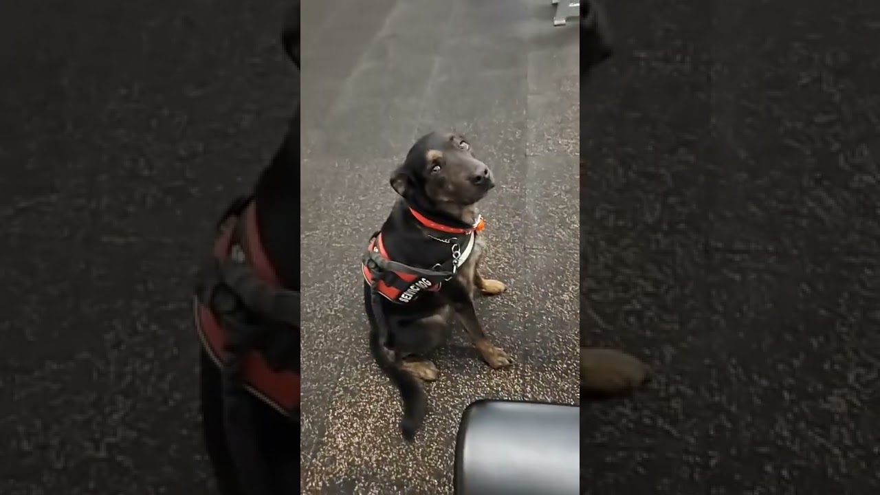 Watch Dogs Work Out with Their Owners in Texas Ranches