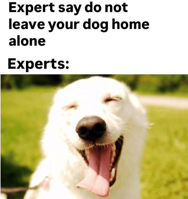 40 Funny Dog Memes That’ll Have You Howling With Laughter (January 1, 2025)