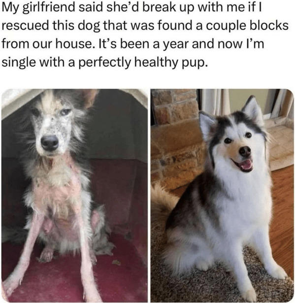 40 Funny Dog Memes That’ll Have You Howling With Laughter (January 1, 2025)