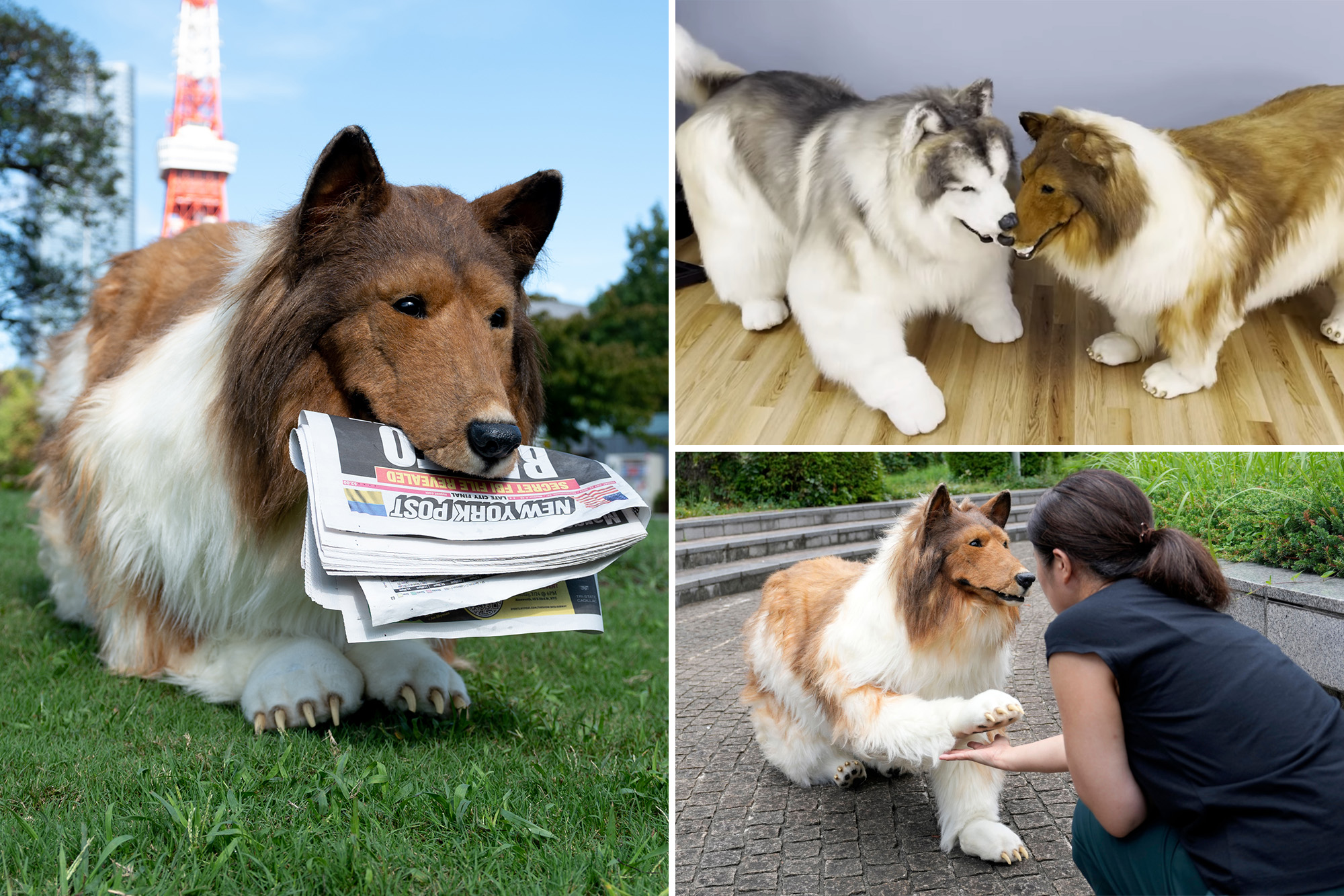 Toco the human collie set to open ‘zoo’ — where human guests can live ...