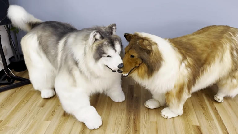 Toco the human collie set to open ‘zoo’ — where human guests can live ...