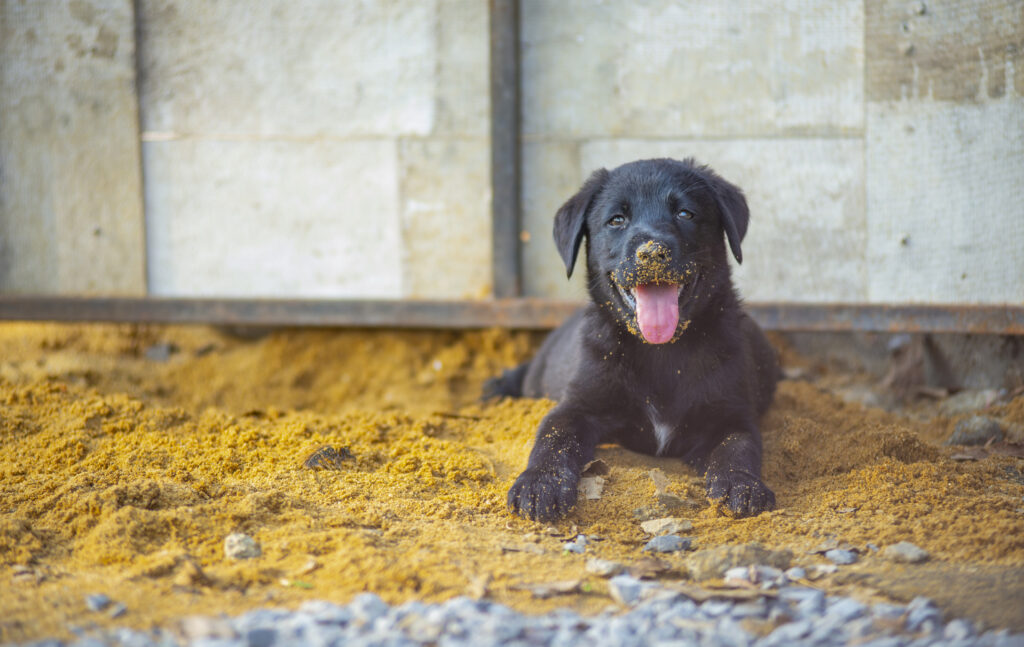 19 Most Destructive Dog Breeds