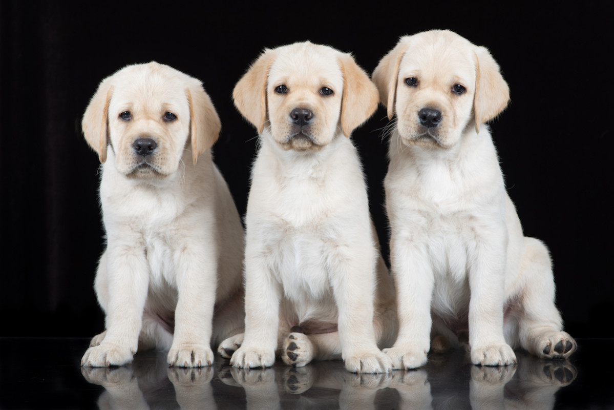 Labrador Retrievers' Epic 'Cuddle Puddle' Is the Stuff Dreams Are Made Of