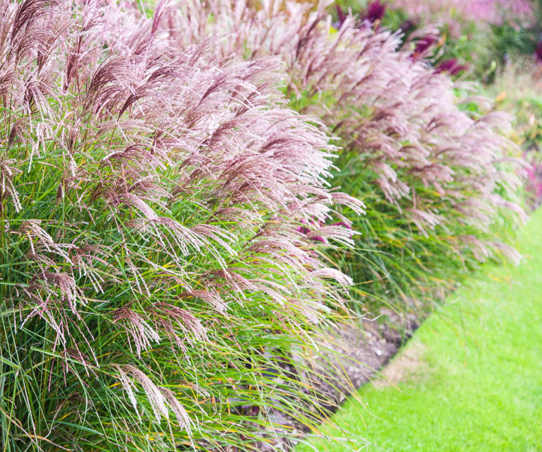 How to enclose a windy area of your yard – 9 expert-approved design ...