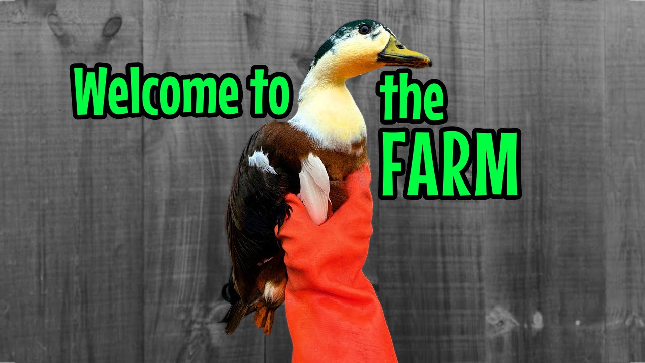 Meet Ralph, the tiny micro duck on our farm