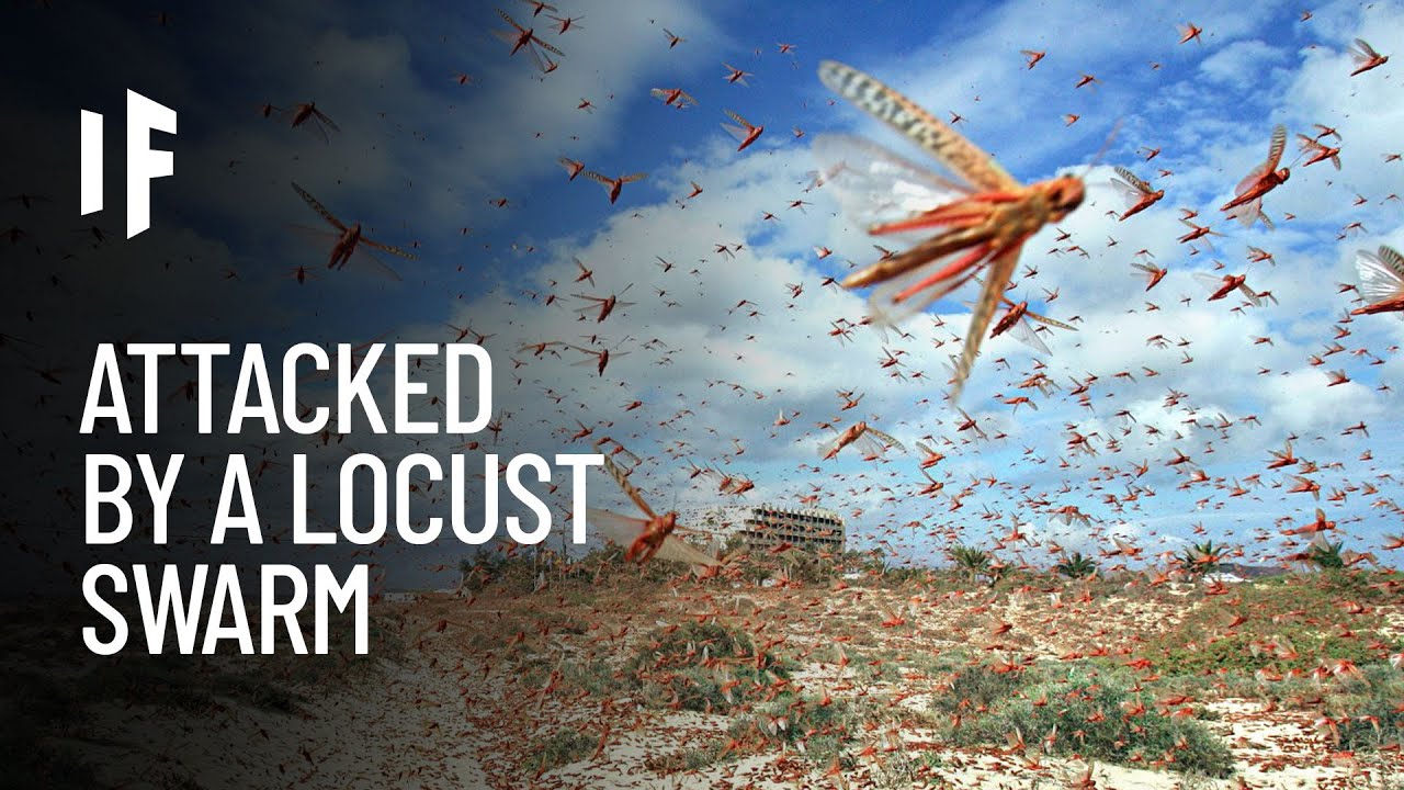 What If a Massive Locust Swarm Attacked?