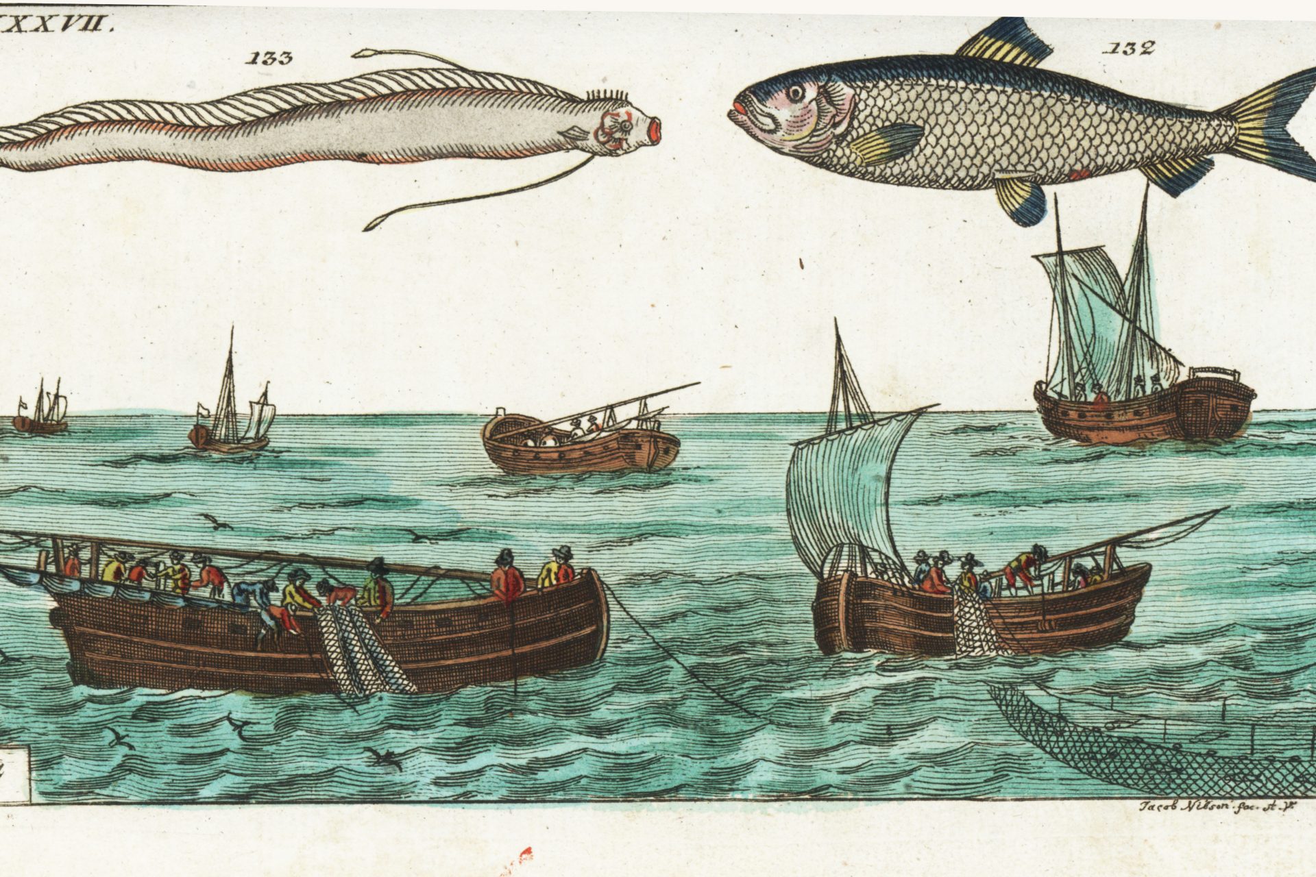 Aux États-Unis, l'apparition d'un "poisson de l'apocalypse" suscite des ...