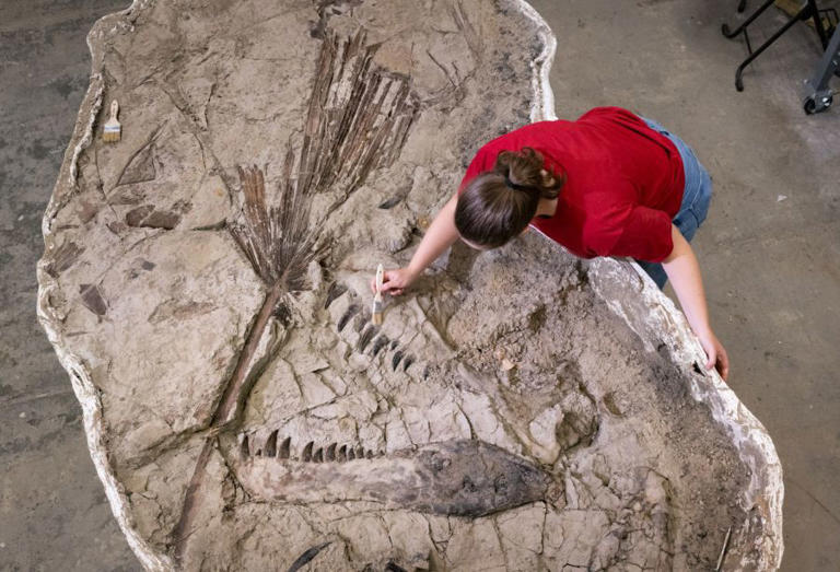 Paleontologists learn from rare ‘Teen Rex’ specimen
