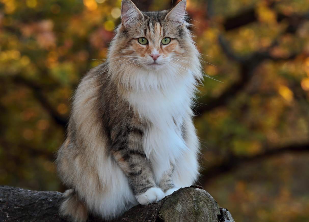 The Most Affectionate Cat Breeds