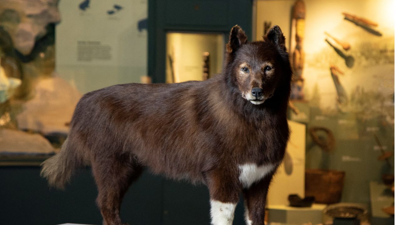 Toco’s $14,000 collie costume sparks creation of Tocotoco zoo
