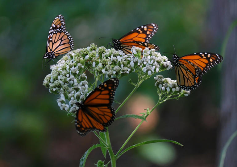 Monarch butterfly migration map 2025: See when, where monarchs can be ...