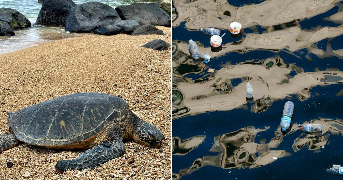 Turtle Struggling to Breathe Washes up Ashore on a Beach. It’s X-Ray ...