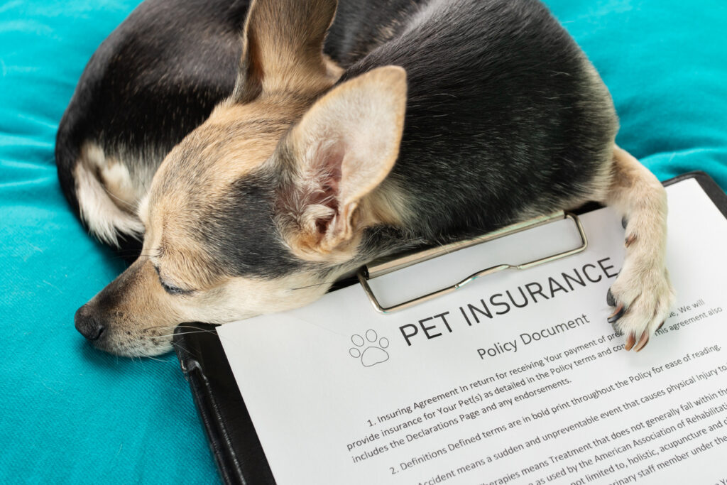 Financial Dog Advice: How to Plan for Unexpected Vet Bills Without Stress