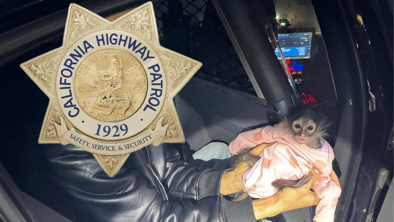 The Weed Belongs To The Spider Monkey In The Onesie, Officer, I Swear ... The Weed Belongs To The Spider Monkey In The Onesie, Officer, I Swear ...