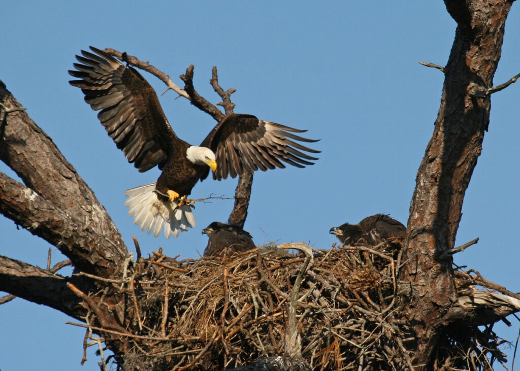Top 12 Places to Go for the Most Stunning Bald Eagle Encounters