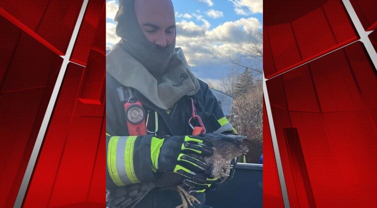 Hawk rescue in Springfield