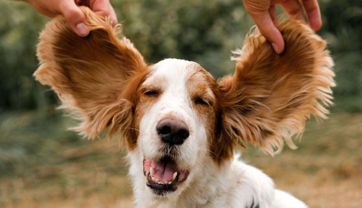 Why Do Some Dogs Have Floppy Ears?