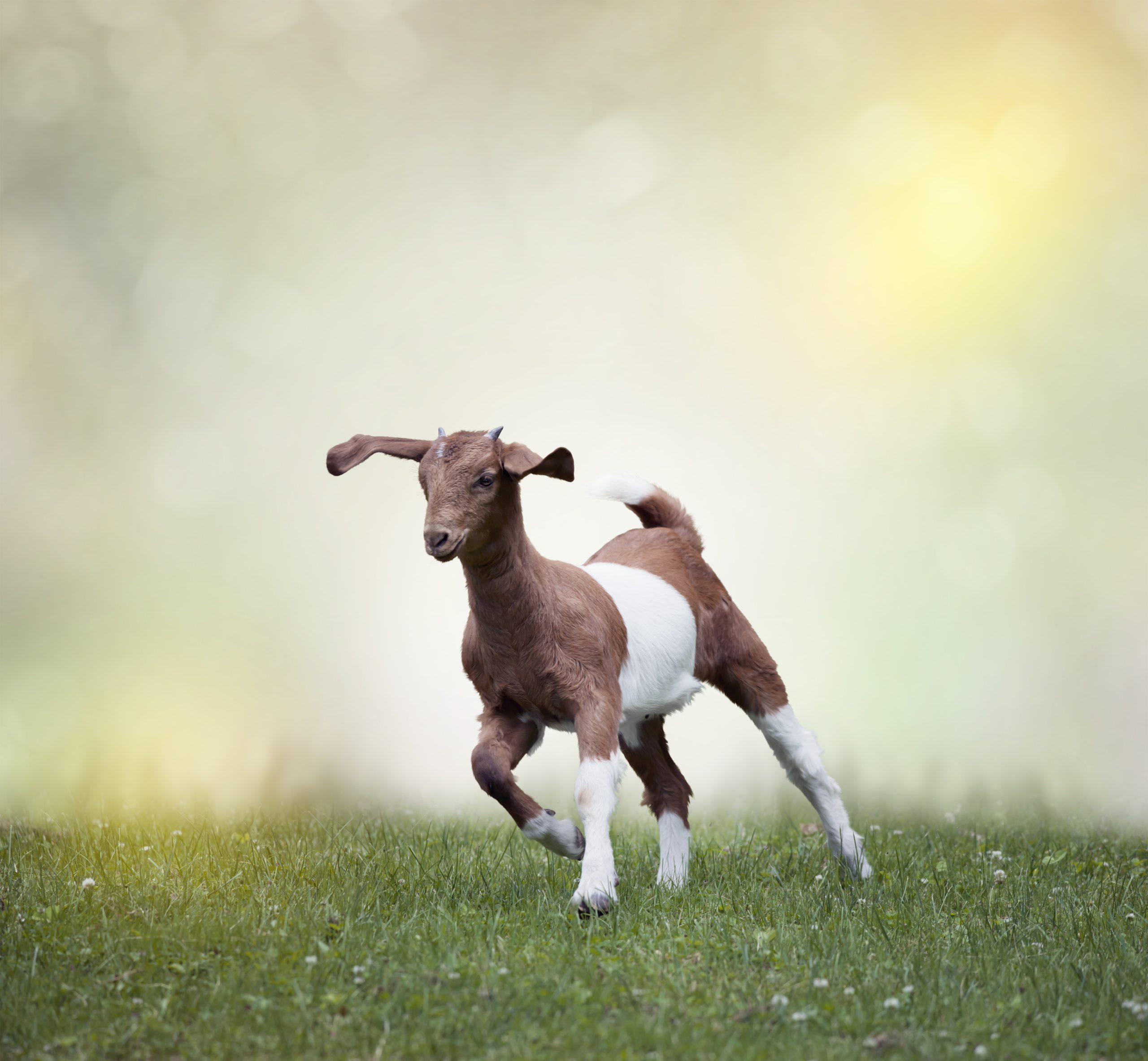 High school cheerleader allegedly killed classmate's goat because she ...