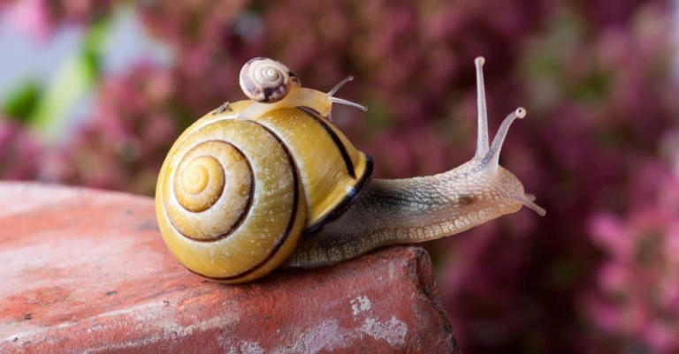 Snail Lifespan: How Long Do Snails Live?