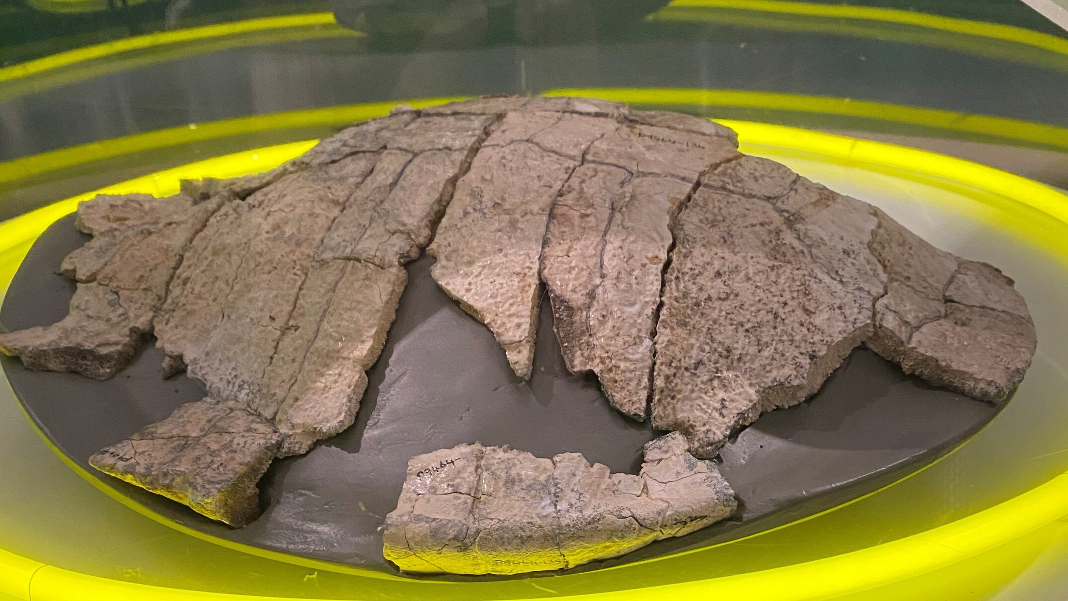 Prehistoric fossil in NT museum found to be new species of large ...