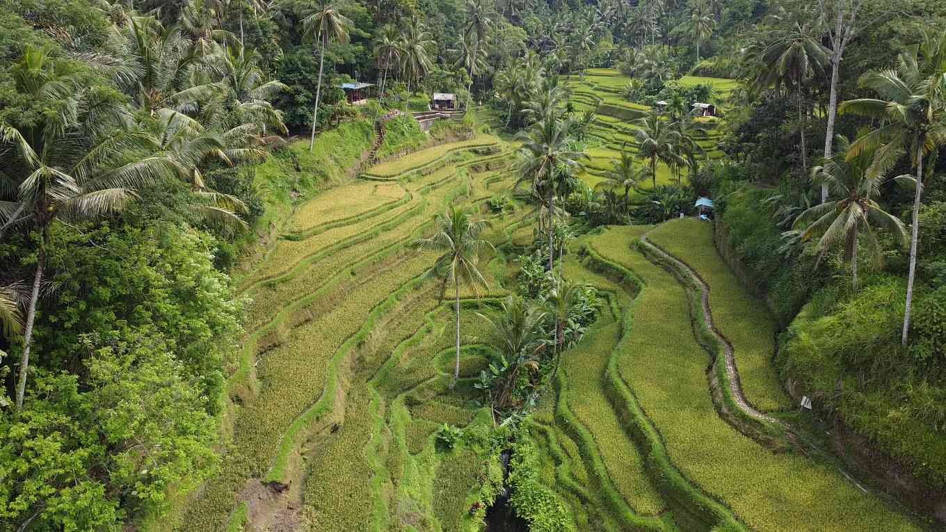 Exploring the Beauty of Lush Rice Terraces