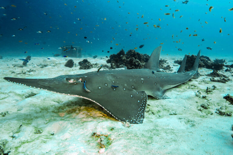 New evidence spells massive trouble for world’s sharks, rays and chimaeras