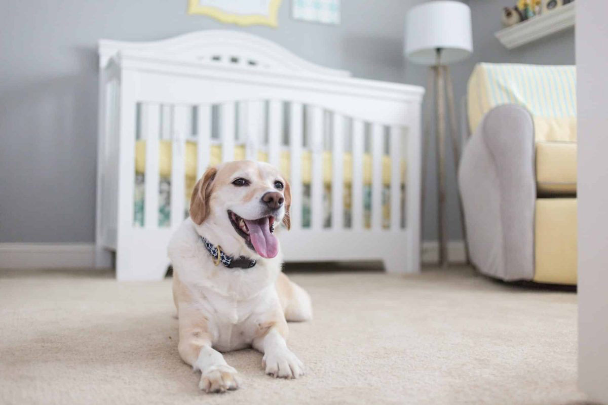 Top 11 Ways Dogs Prove They’re the Ultimate Caregivers Top 11 Ways Dogs Prove They’re the Ultimate Caregivers