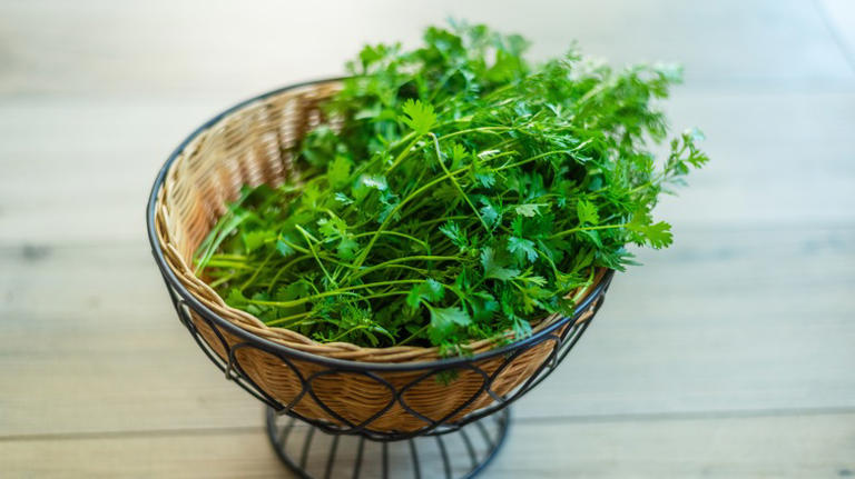 How To Store Cilantro So That It Stays Fresh