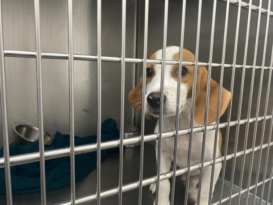 New Year, New Pet: Wake County Animal Center slashes adoption fees to ...