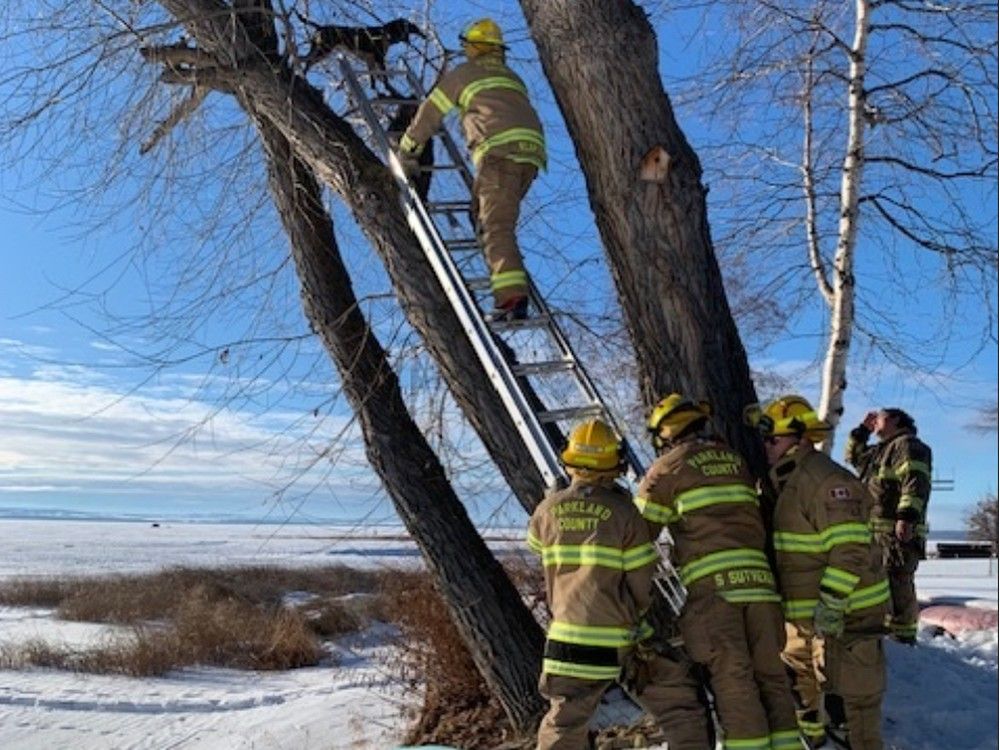 'I was in total shock': Alberta fire crew rescues squirrel-chasing dog ...