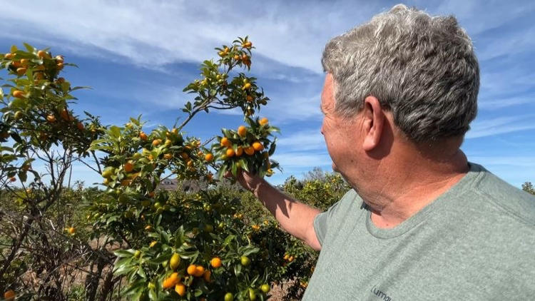 Florida citrus growers brace for potential freeze Florida citrus growers brace for potential freeze