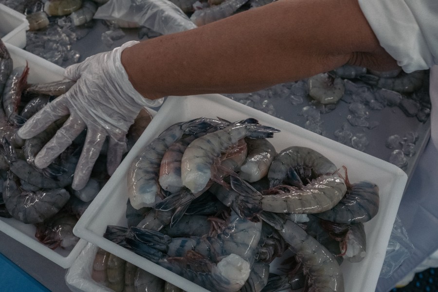 Georgia DNR extends shrimp season