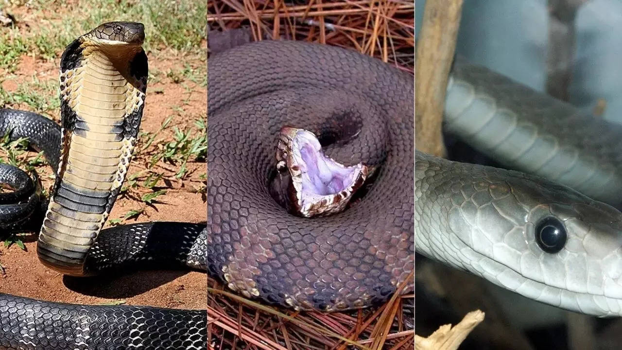 10 fastest snakes in the world including king cobra, cottonmouth viper ...